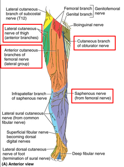 sciatic nerve : 네이버 블로그