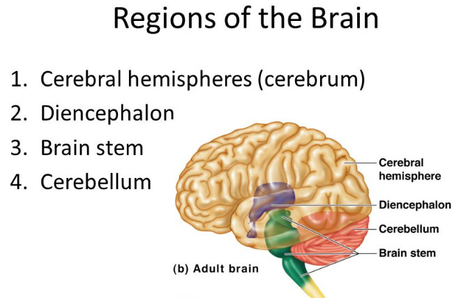 diencephalon(간뇌, 사이뇌) : 네이버 블로그
