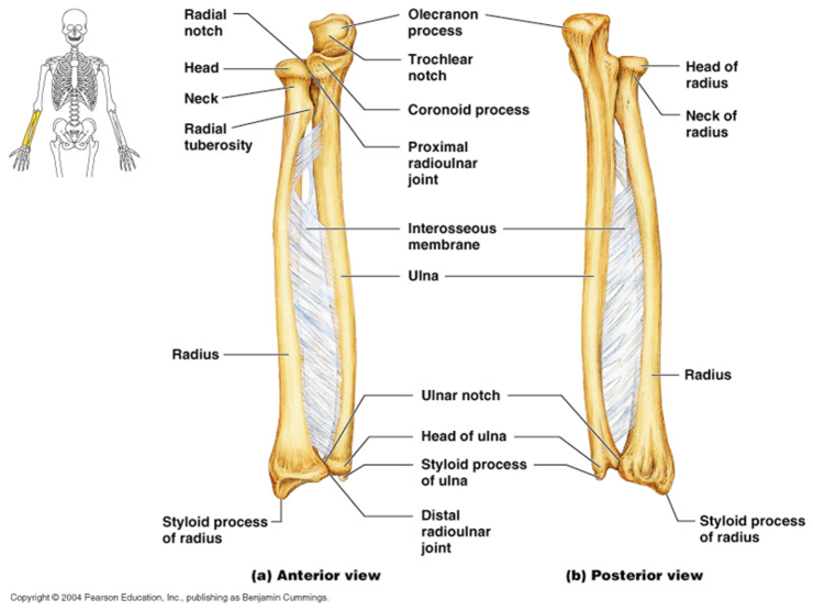 건강운동관리사기능해부학뉴만 Kinesiology 노뼈요골 과 자뼈척골의 골학적 특징 네이버 블로그