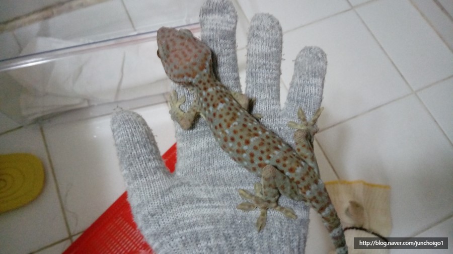 토케이 게코 Gekko gecko : 네이버 블로그