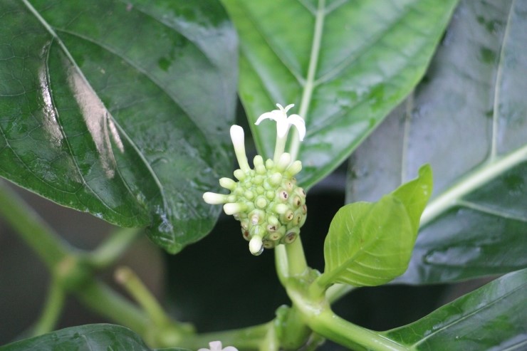 노니, 파극천 효능과 부작용, 주의사항 : 네이버 블로그