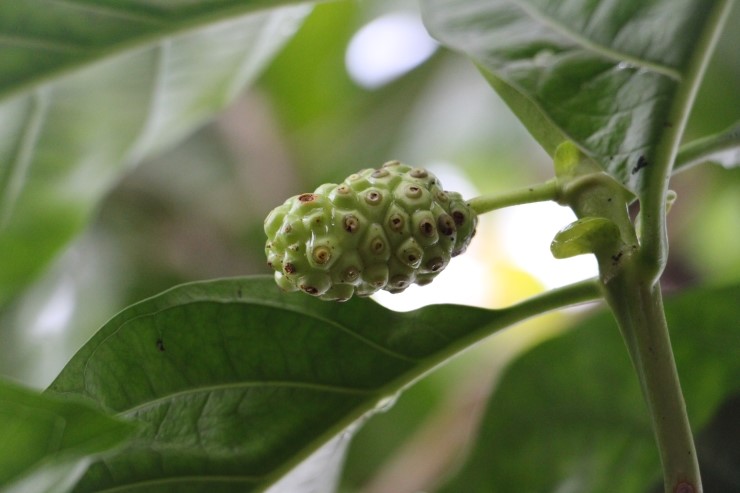 냉증과 열증 : 네이버 블로그
