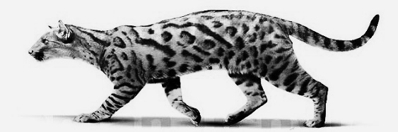 고양이과 동물 진화 계통도. 표범 퓨마 치타. 두개골 송곳니 : 네이버 블로그