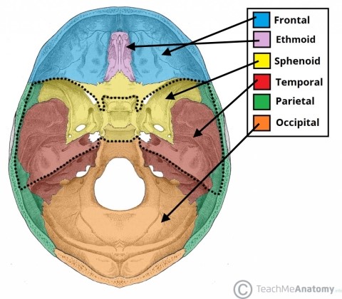 두개골 기저부 기능장애 교정 (Sphenobasilar Joint Dysfunction) - 굴곡과 신전장애 (flexion ...