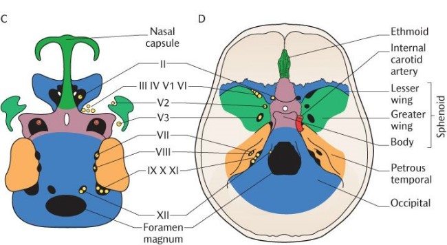 두개골 기저부 기능장애 교정 (Sphenobasilar Joint Dysfunction) - 굴곡과 신전장애 (flexion ...