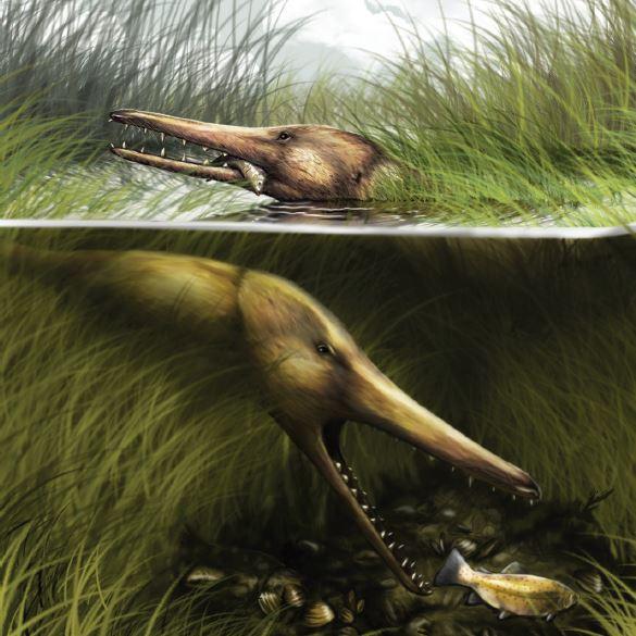 [고생물] 쿠치케투스 (Kutchicetus) : 네이버 블로그