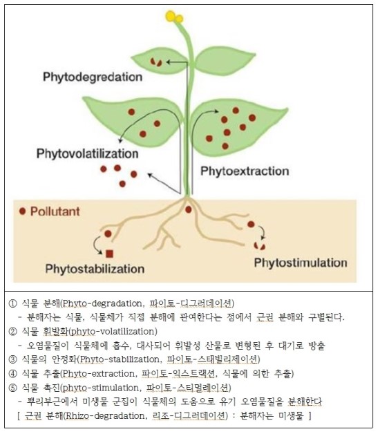 문25. 식물복원(phyto-remediation)의 장점과 단점 : 네이버 블로그