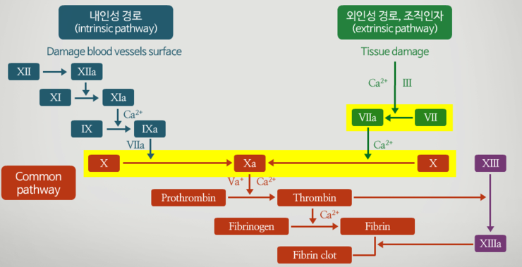 3 혈액응고 조절약물 네이버 블로그