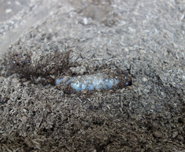 장수풍뎅이 한살이 과정 체험해 보기...대전곤충생태관 : 네이버 블로그