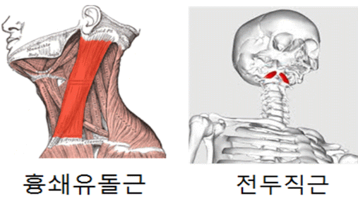 3. 두장근(LONGUS CAPITIS) - 기시, 착지, 정지, 촉지, 강화, 협력근, 길항근 : 네이버 블로그