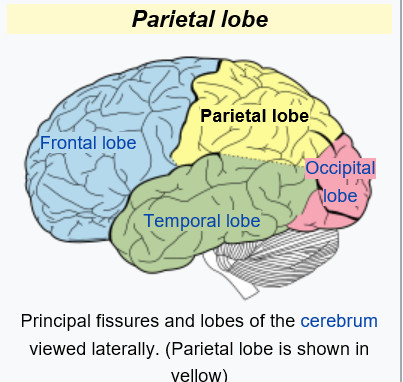 parietal lobe : 네이버 블로그