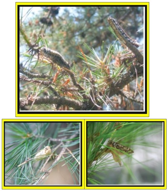 문3. 솔나방, 월동 형태와 장소, 학명 Dendrolimus spectabilis (Butler) : 네이버 블로그