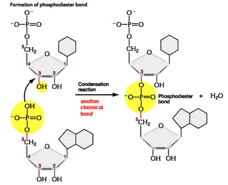 핵산(Nucleic Acid)과 뉴클레오타이드(Nucleotide), 포스포다이에스터결합(Phosphodiester bond ...