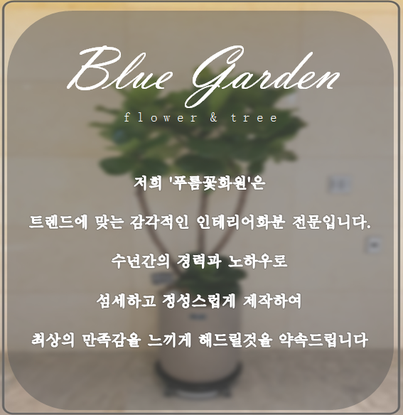 인천선인장화분 대형선인장인천선인장파는곳인천인테리어화분밍크선인장인천화훼단지푸름꽃화원고급화분선물인천개업화분