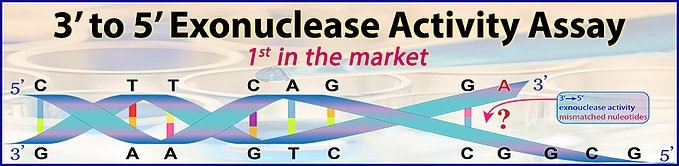 Introducing 3’ to 5’ Exonuclease Activity Assay Kit_BioVision - 코아사이언스 ...