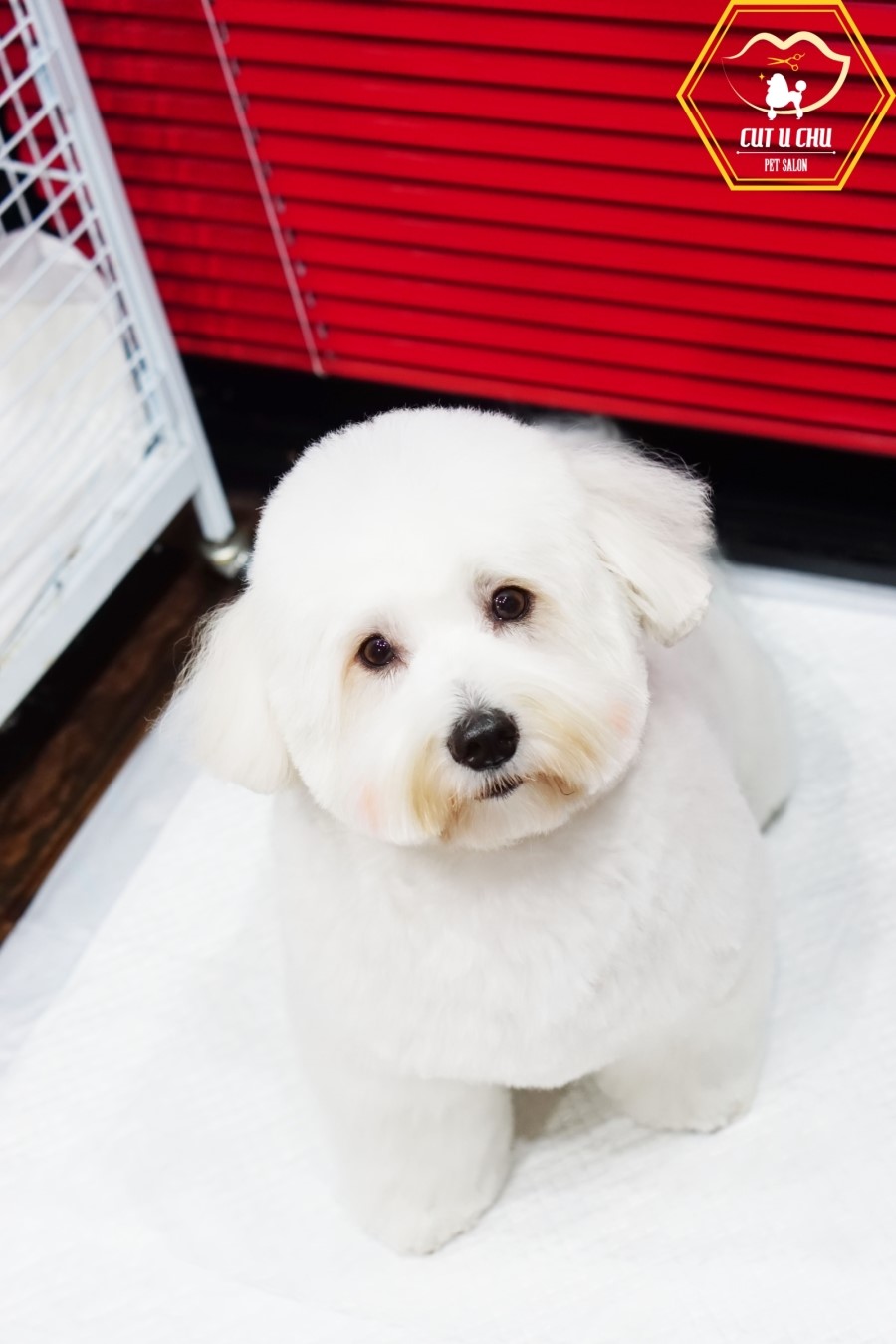 커츄츄꼬똥드툴레아 뭉치 첼시 꼬똥 미용 꼬똥 얼굴 스타일긍정강화 미용 노스트레스 미용 미용 사회화 성동구 애견