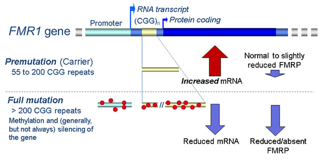 취약 X 증후군(Fragile X Syndrome) 임상소견과 유전자검사 : 네이버 블로그