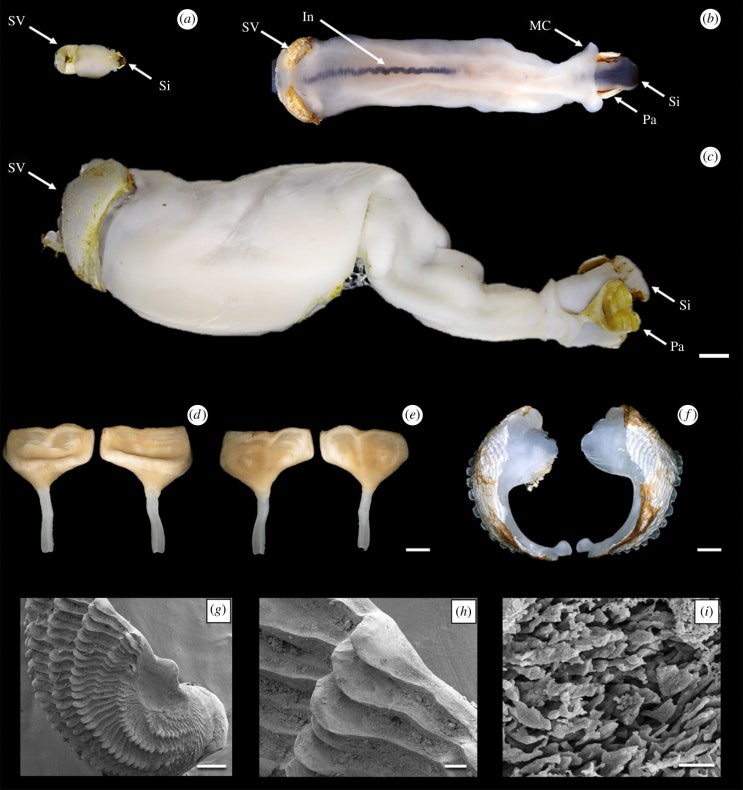 돌을 갉아먹는 배좀벌레 : 네이버 블로그
