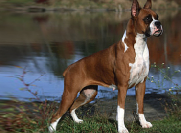 복세인(Boxane) : 네이버 블로그