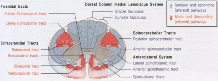 spinal cord & peripheral nerve (척수와 말초신경) : 네이버 블로그