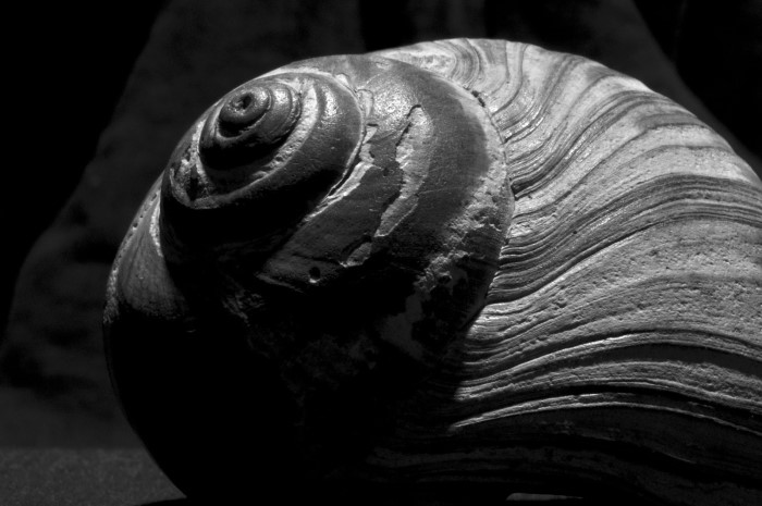 에드워드 웨스턴 {Edward Weston} 미국사진작가 : 네이버 블로그