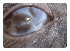 고양이 Symblepharon (검구유착)/결막붙음증 : 네이버 블로그