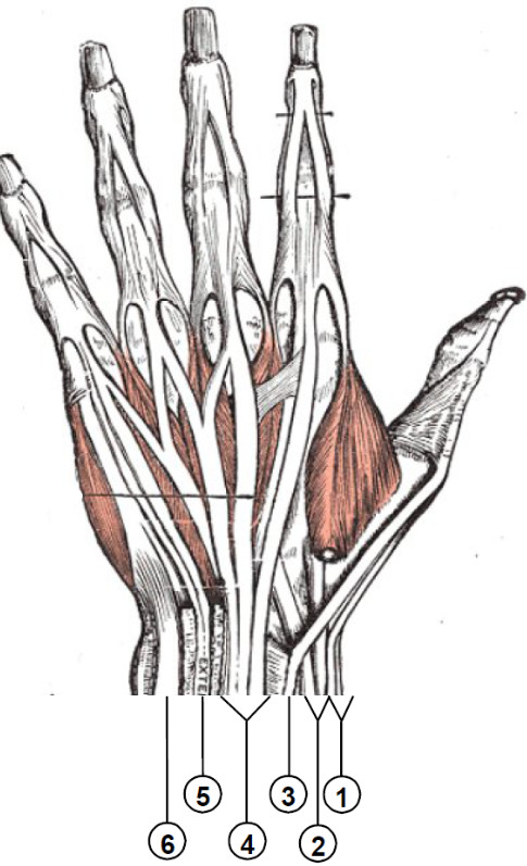 extensor digitorum muscle : 네이버 블로그