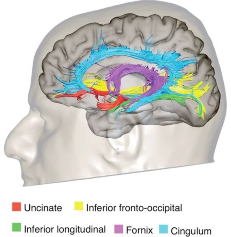 cingulum : 네이버 블로그
