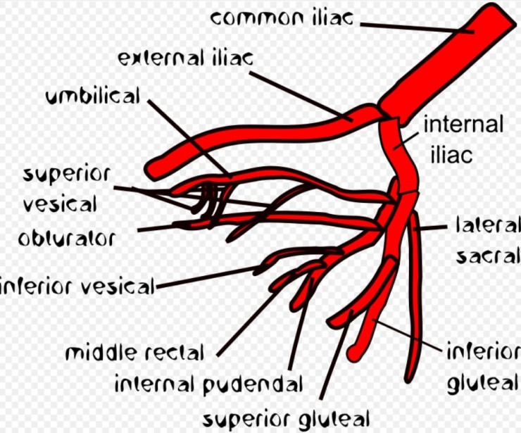 internal iliac artery : 네이버 블로그