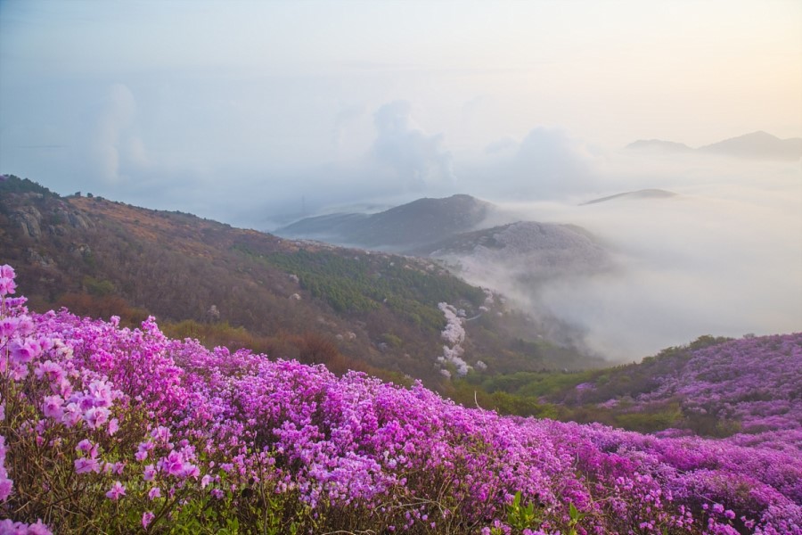 2019 여수 영취산 진달래축제 개화 시기 네이버 블로그