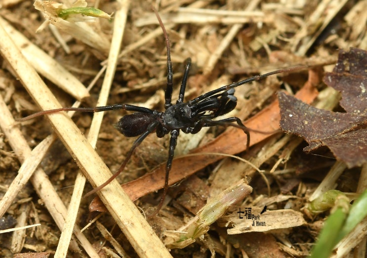 고운땅거미 Calommata signata (수컷) : 네이버 블로그