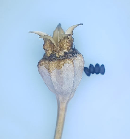 도라지 Platycodon grandiflorum (Jacq.) A.DC. : 네이버 블로그