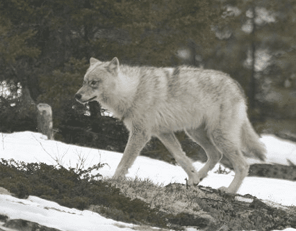 버나드의 늑대(Bernard's wolf - C. l. bernardi) : 네이버 블로그