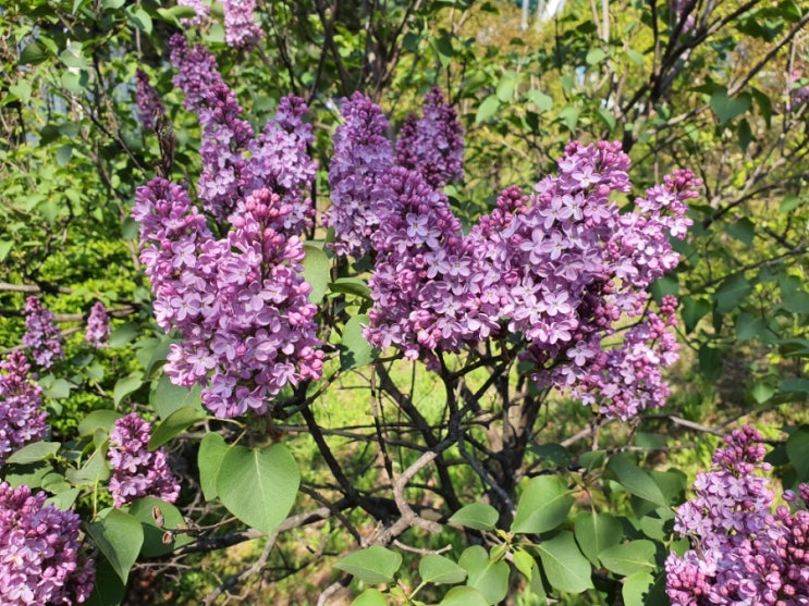 수수꽃다리와 라일락 구별하기 : 네이버 블로그