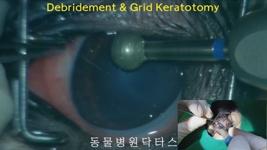 각막궤양수술 Debridement & Grid Keratotomy for Corneal Ulcer : 천안 동물병원 닥터스 ...