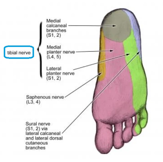 Sural nerve (비복 신경, 장딴지 신경)의 구조와 기능 : 네이버 블로그