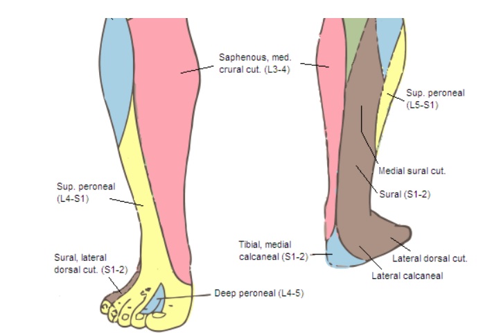 Sural nerve (비복 신경, 장딴지 신경)의 구조와 기능 : 네이버 블로그