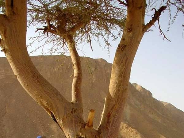 싯딤나무 (조각목, 아카시아) : 네이버 블로그