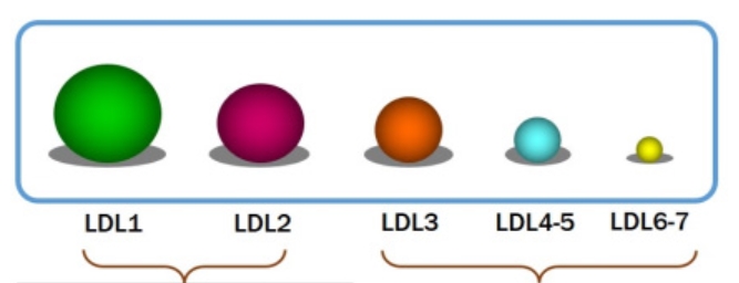 sdLDL =Small Dense LDL (저밀도 지단백) : 네이버 블로그