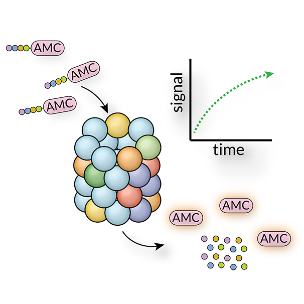 [PROTEASOME/Substrates] Z-Leu-Leu-Glu-AMC (LLE-AMC) [SBB-PS0006]_South ...
