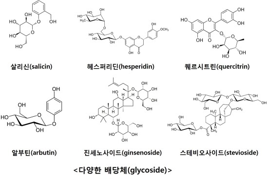 배당체(glycoside) : 네이버 블로그