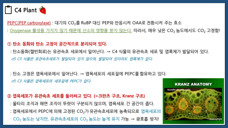 C4 식물(C4 Plant) : 네이버 블로그