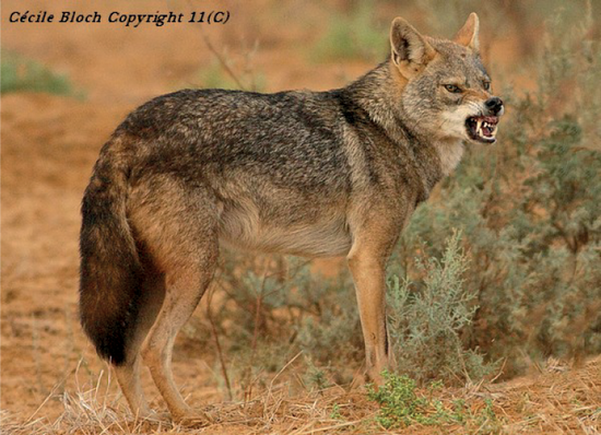 이집트 늑대(Egyptian wolf - Canis anthus lupaster) : 네이버 블로그