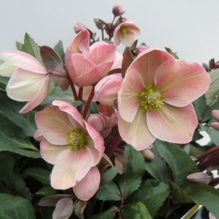 Helleborus Pink Frost