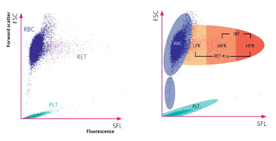 망상적혈구 관련 검사 (Reticulocyte Parameters) : 네이버 블로그