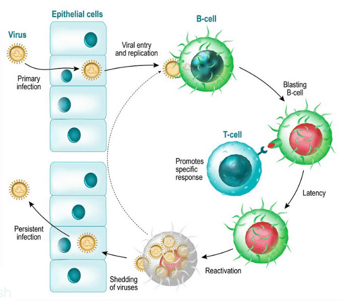 전염성단핵구증, EBV (Ebstein-Barr virus) 항체 검사 : 네이버 블로그
