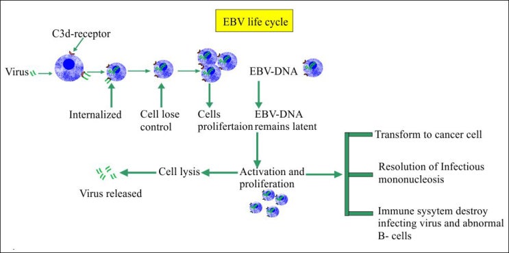 전염성단핵구증, EBV (Ebstein-Barr virus) 항체 검사 : 네이버 블로그