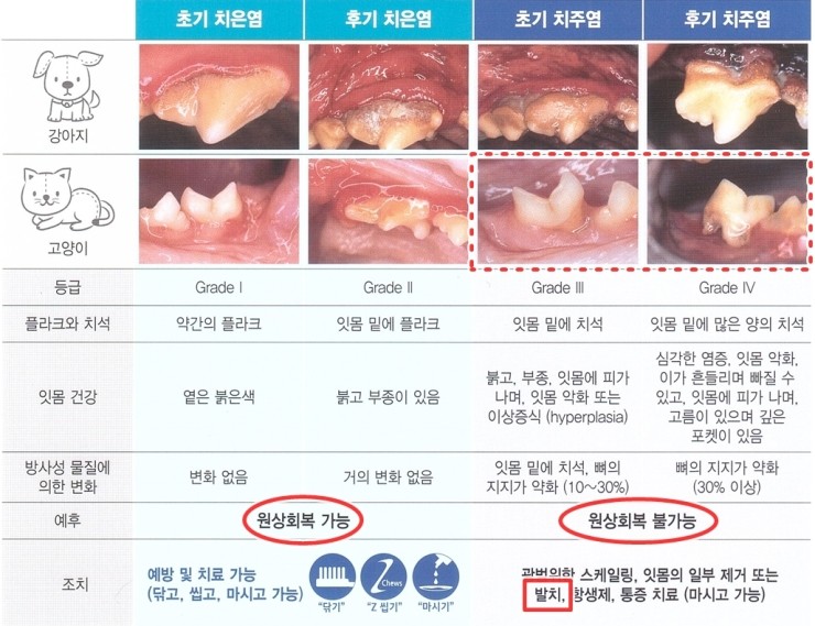 치은염과 치주염 그 차이가 뭔가요 고양이치은염치주염 네이버 블로그