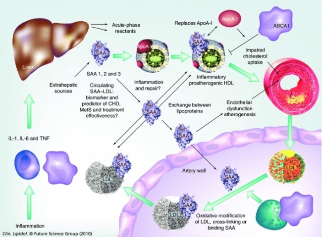 [비급여항목]Serum Amyloid-A(SAA, 혈청아미로이드A) 검사 시약 : 네이버 블로그