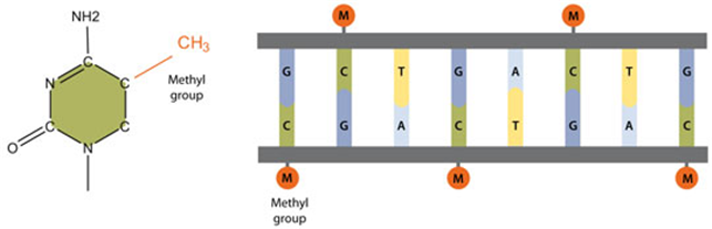 DNA Methylation 이란? : 네이버 블로그